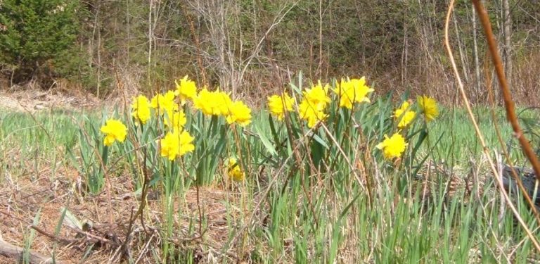 Eden, Vermont 05652 – and Eden Mills, VT 05653